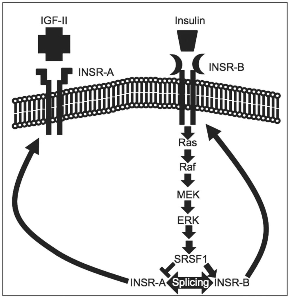 Laboratory of RNA Biology and Hepatic Glucose Metabolism - School of ...