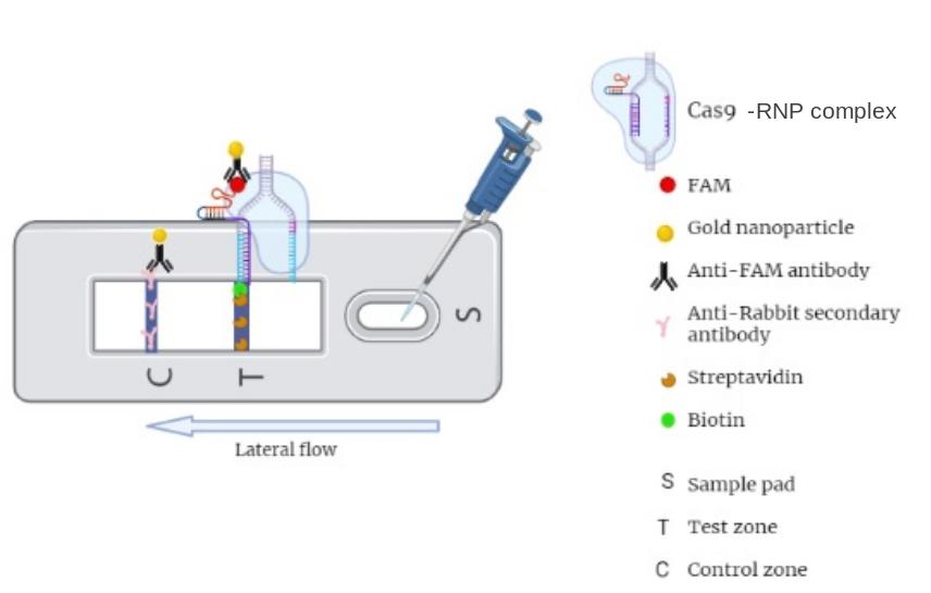 Laboratory of Parasitology and Infectious Disease - School of ...